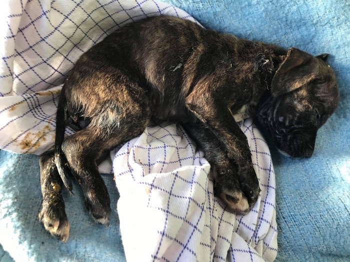 Inspections et sauvetages :: sos animaux